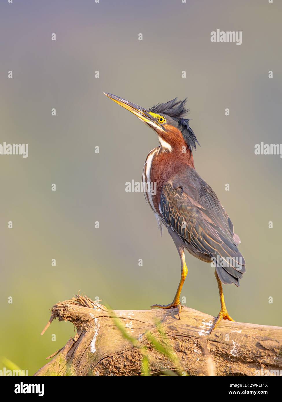 Green heron (Butorides virescens) is a small heron of North and Central ...