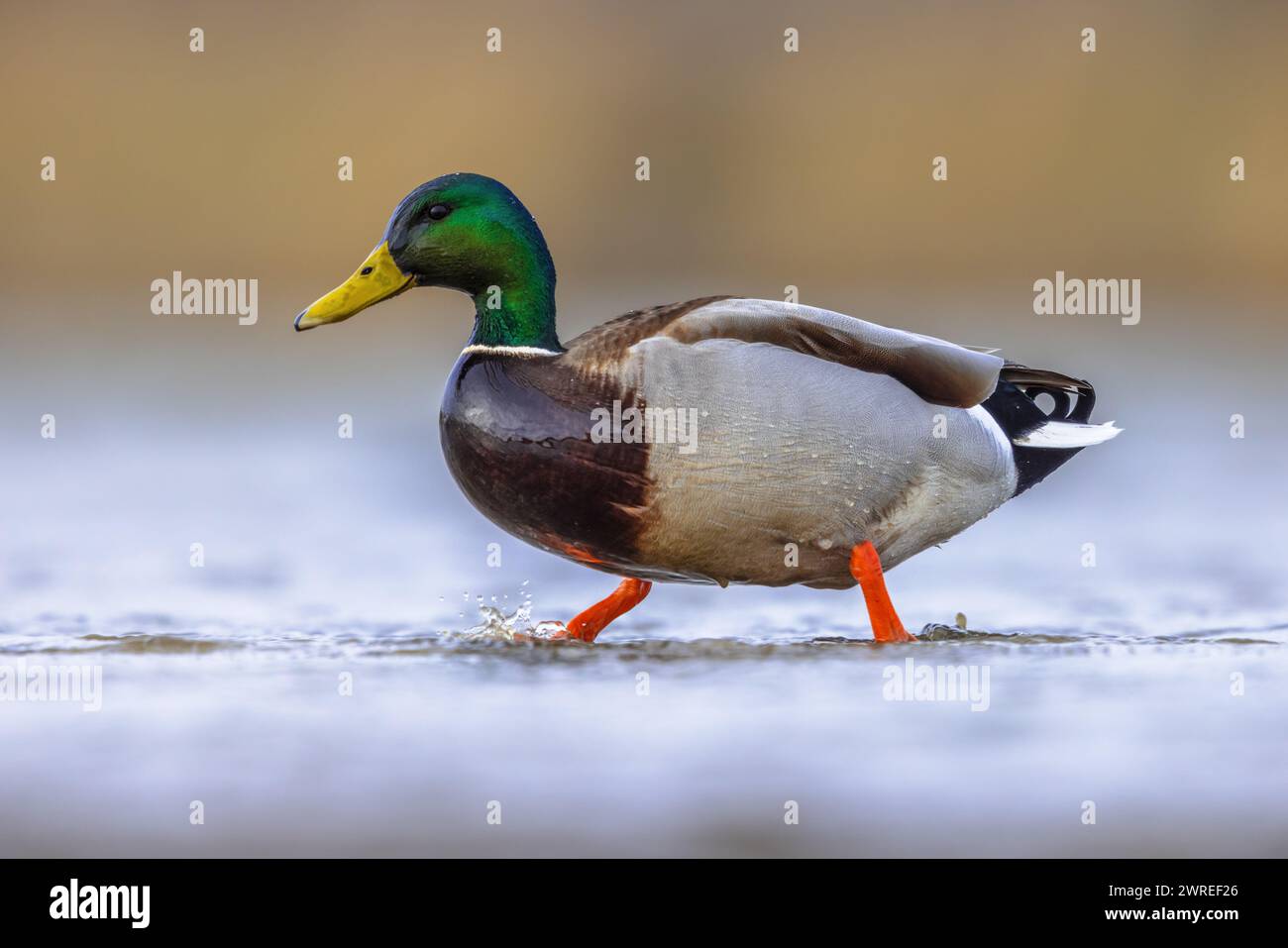 Male Mallard (Anas platyrhynchos) walking in shallow water of wetland ...