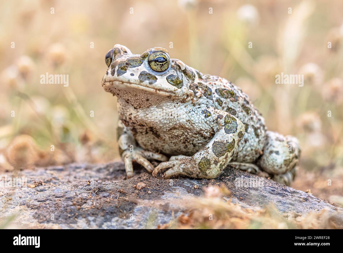 Green toad (Bufotes viridis) sitting on stone in grass in a backyard ...
