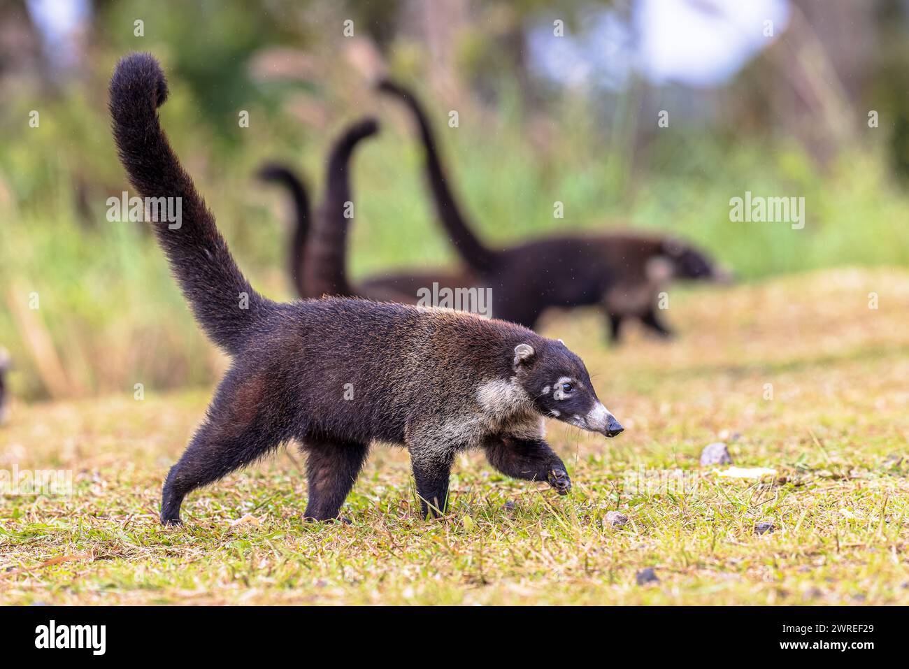 White nosed coati nasua narica group hi-res stock photography and ...