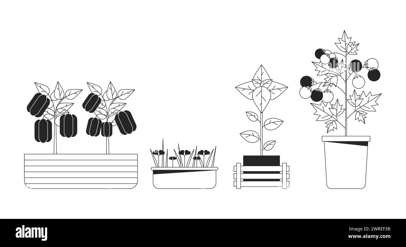 Veggies plants in pots black and white 2D line cartoon objects set Stock Vector Image & Art - Alamy