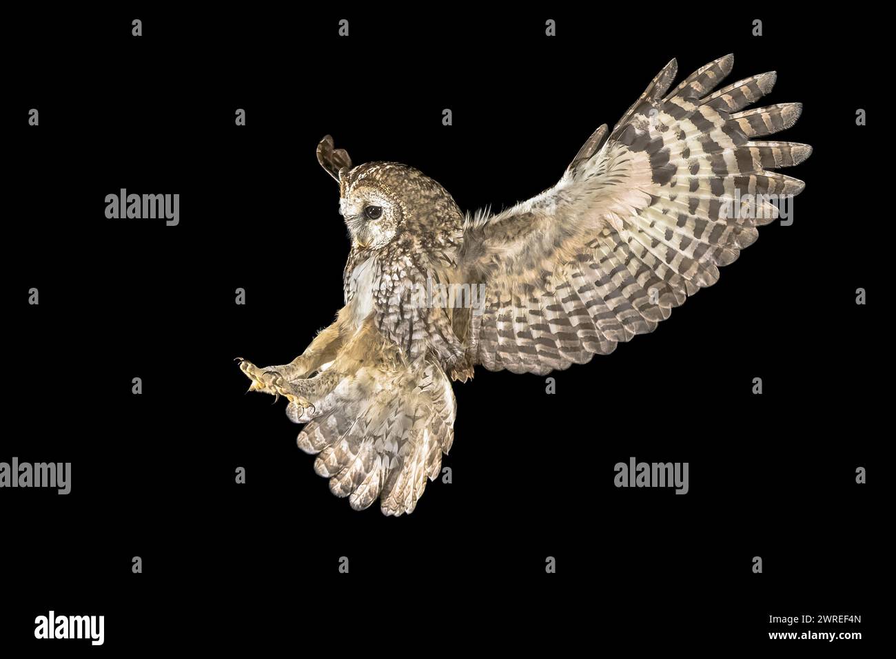 Tawny owl (Strix aluco) flying in darkness. This predator bird is on ...