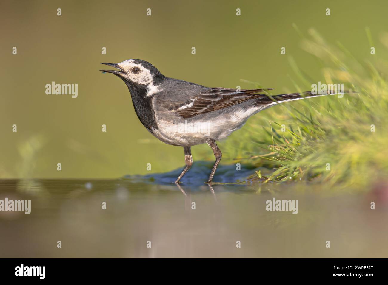 Sideview of White Wagtail (Motacilla alba) drinking water from ditch ...