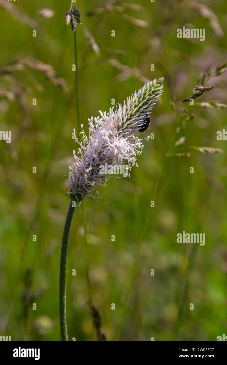 Plantago media, Hoary plantain, Plantaginaceae. Wild plant shot in ...