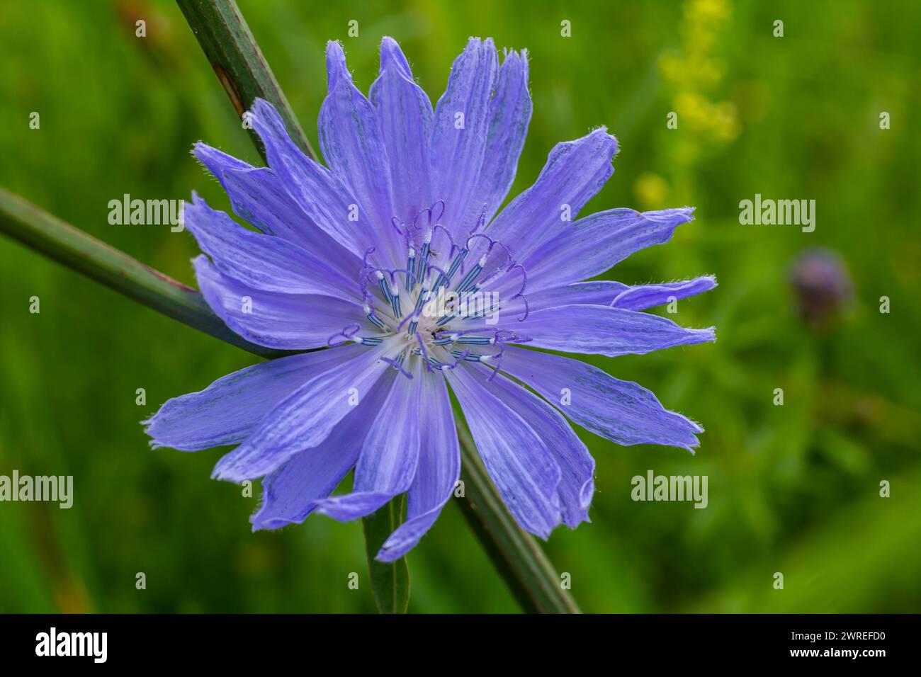 delicate blue flowers of chicory, plants with the Latin name Cichorium ...