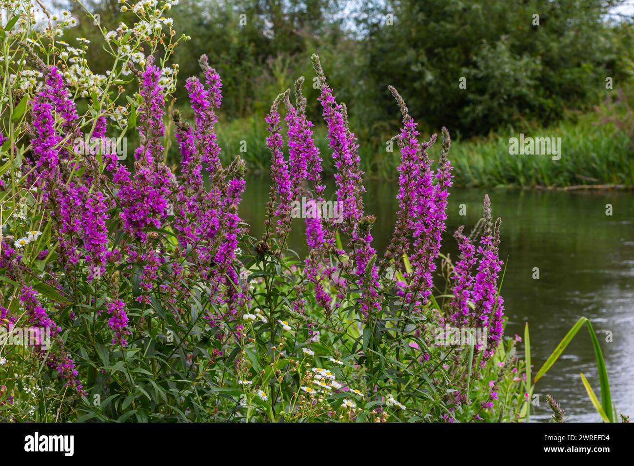 Purple loosestrife Lythrum salicaria inflorescence. Flower spike of ...