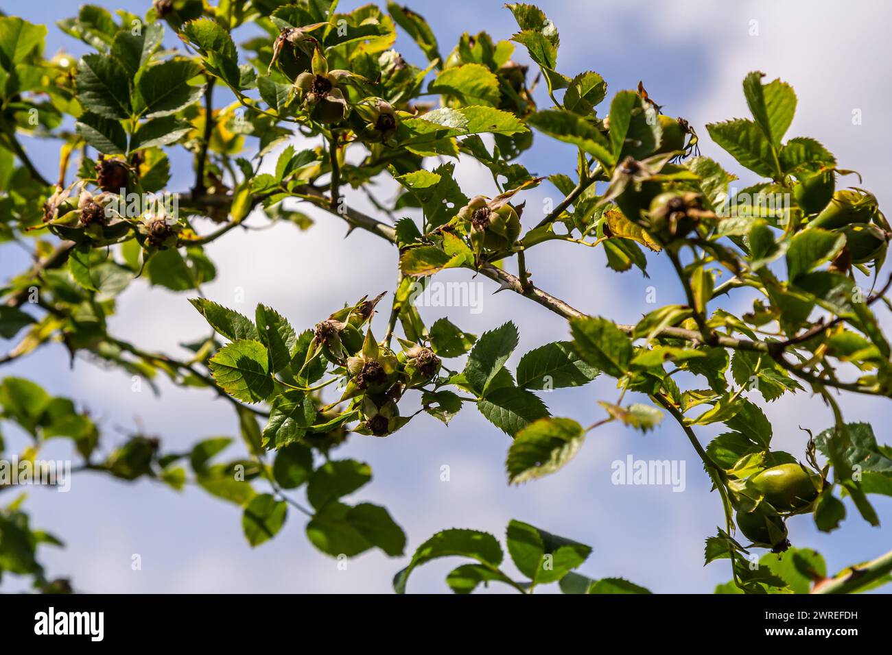 Red rose hips of dog rose. Rosa canina, commonly known as the dog rose ...