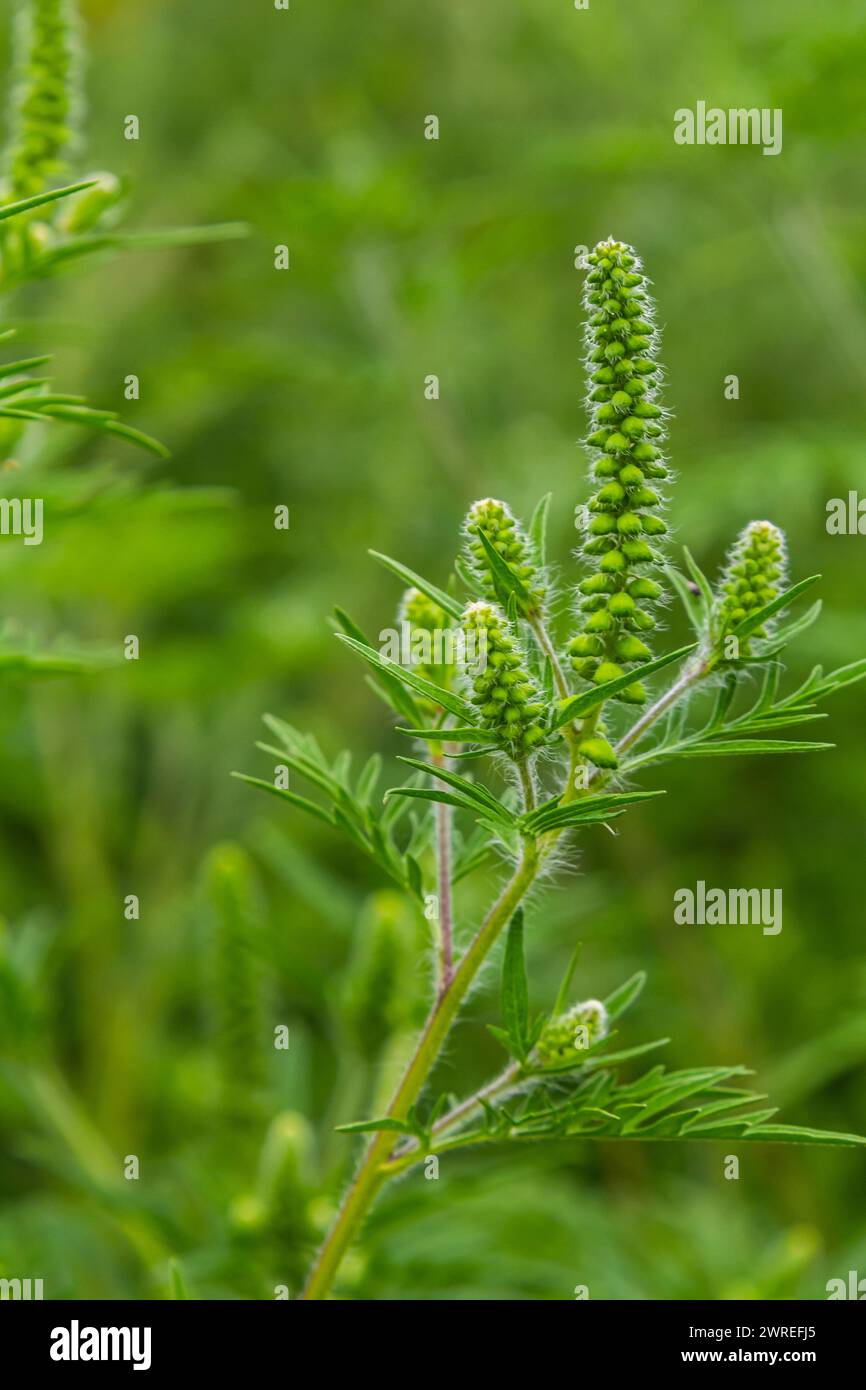 Flower of a common ragweed, Ambrosia artemisiifolia Stock Photo - Alamy