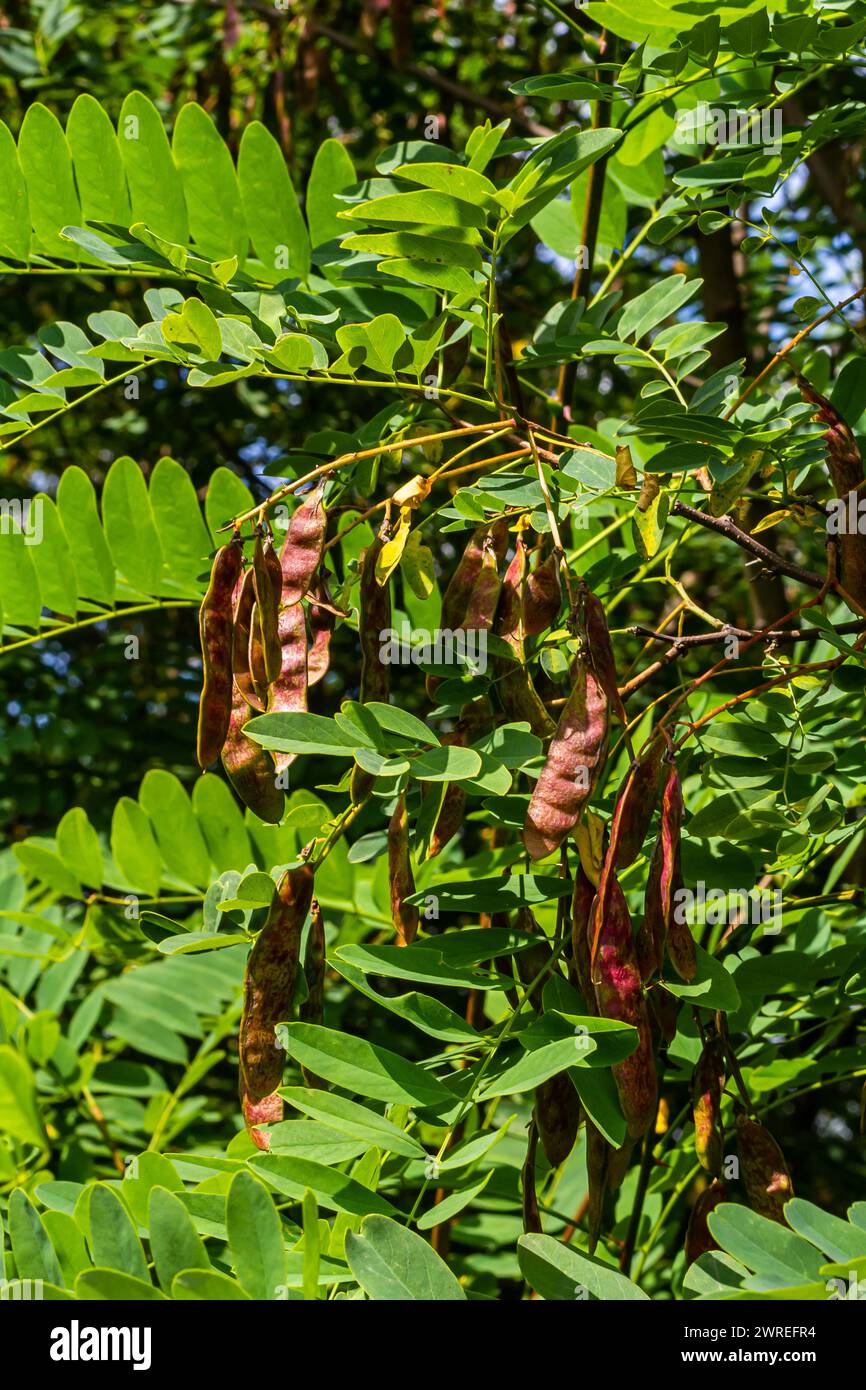 Robinia pseudoacacia, commonly known as black locust with seeds Stock ...