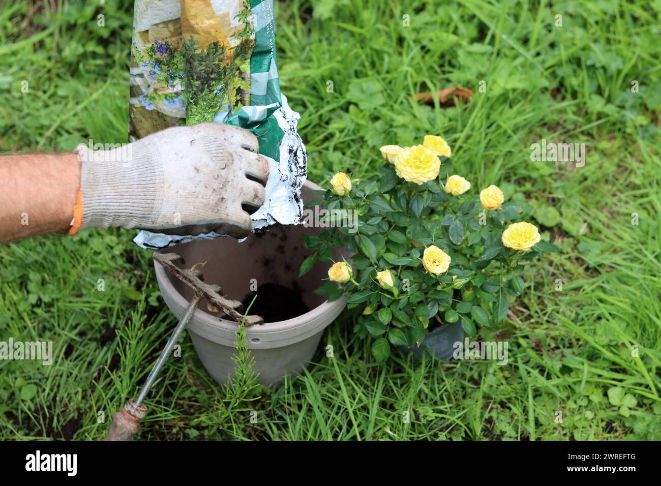 Gardener transplanting roses into a new pot in the garden Stock Photo ...