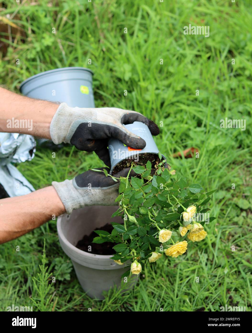 Gardener transplanting roses into a new pot in the garden Stock Photo ...