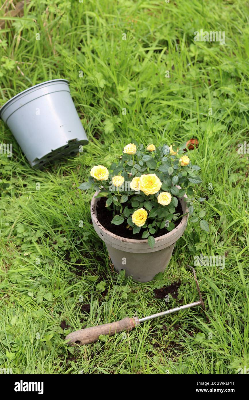 Transplanting roses in pot hi-res stock photography and images - Alamy
