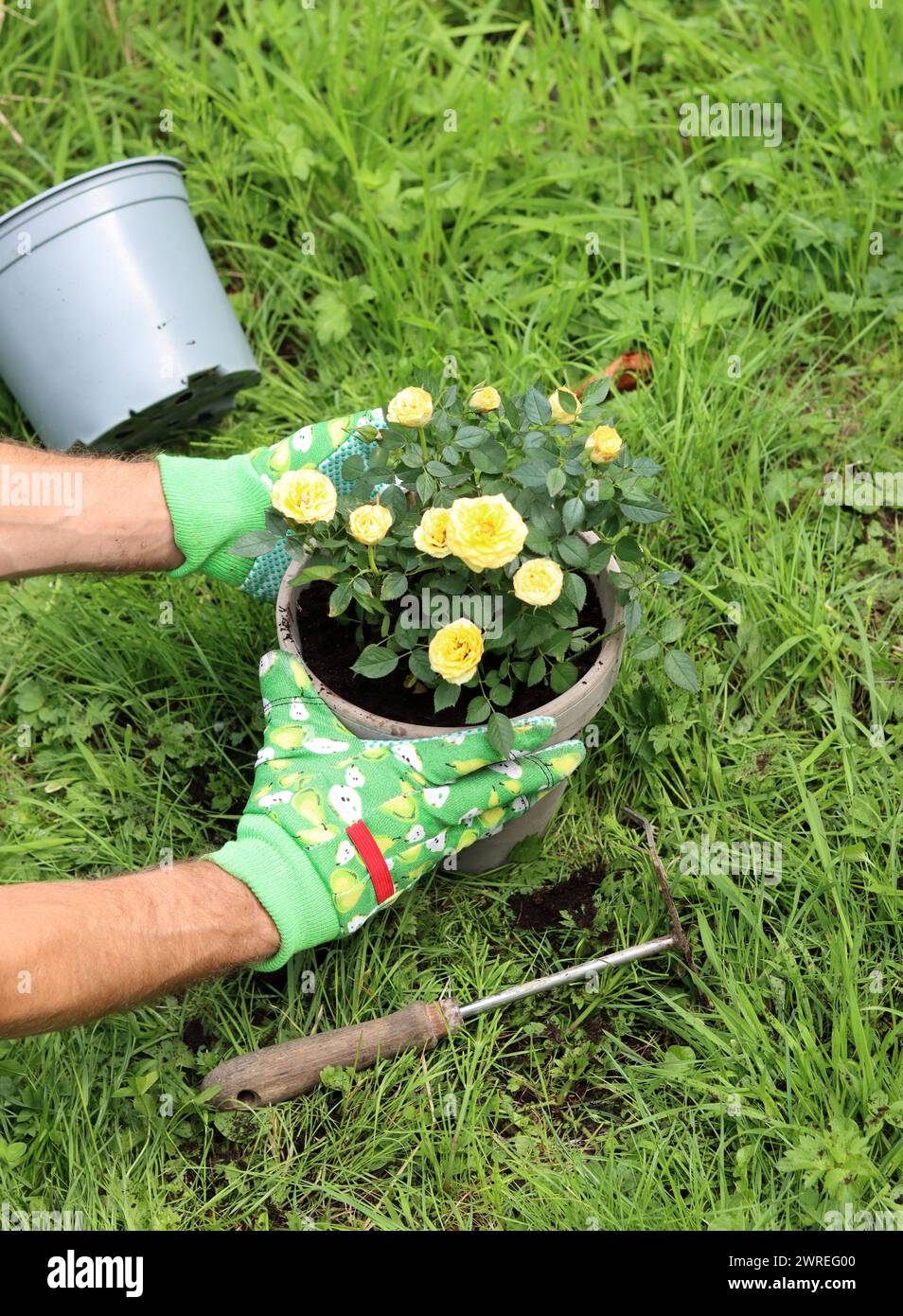 Gardener transplanting roses into a new pot in the garden Stock Photo ...