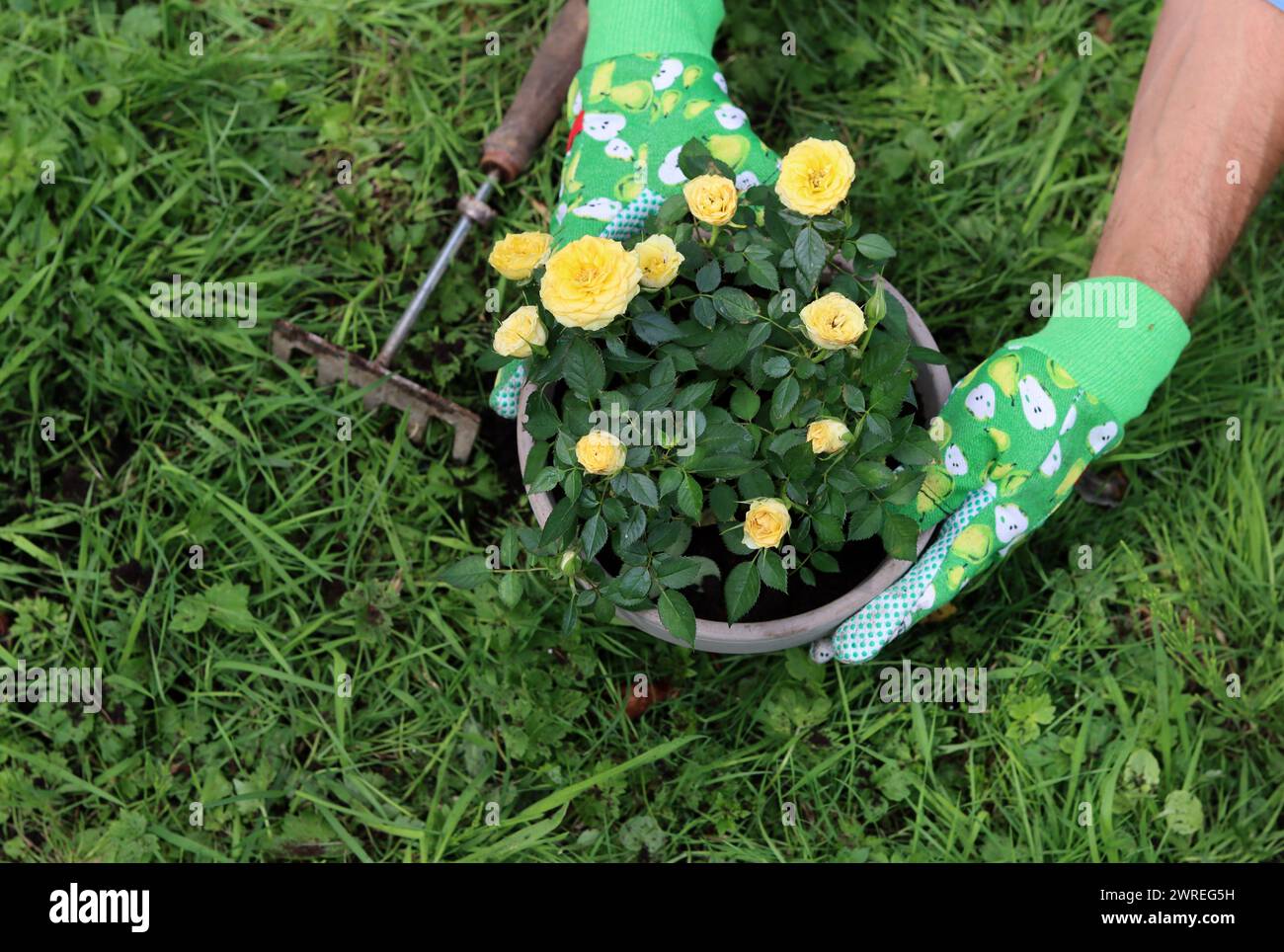 Gardener transplanting roses into a new pot in the garden Stock Photo ...