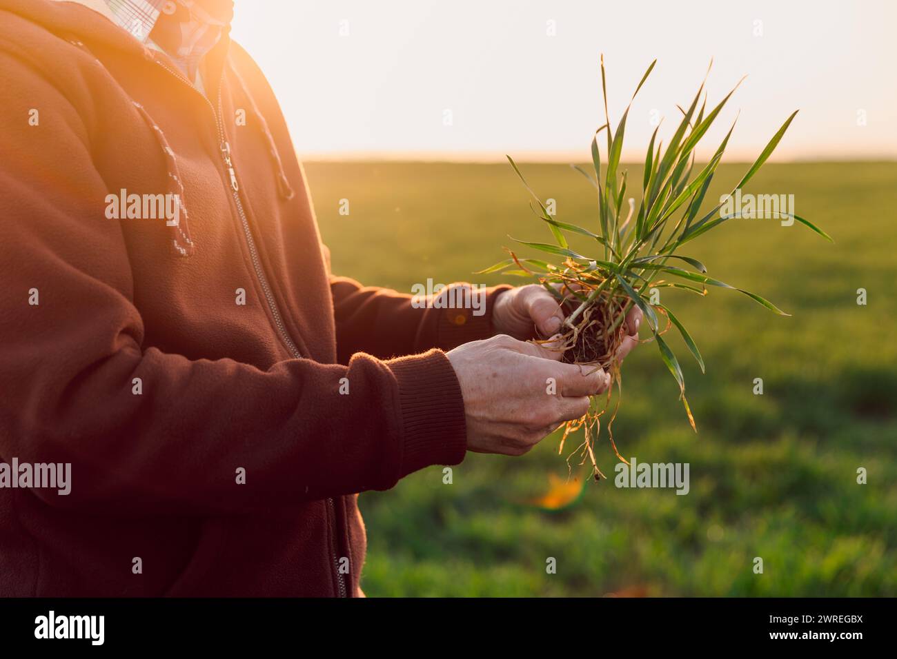 Male touching wheat sprouts on the field. Hand of expert farmer ...