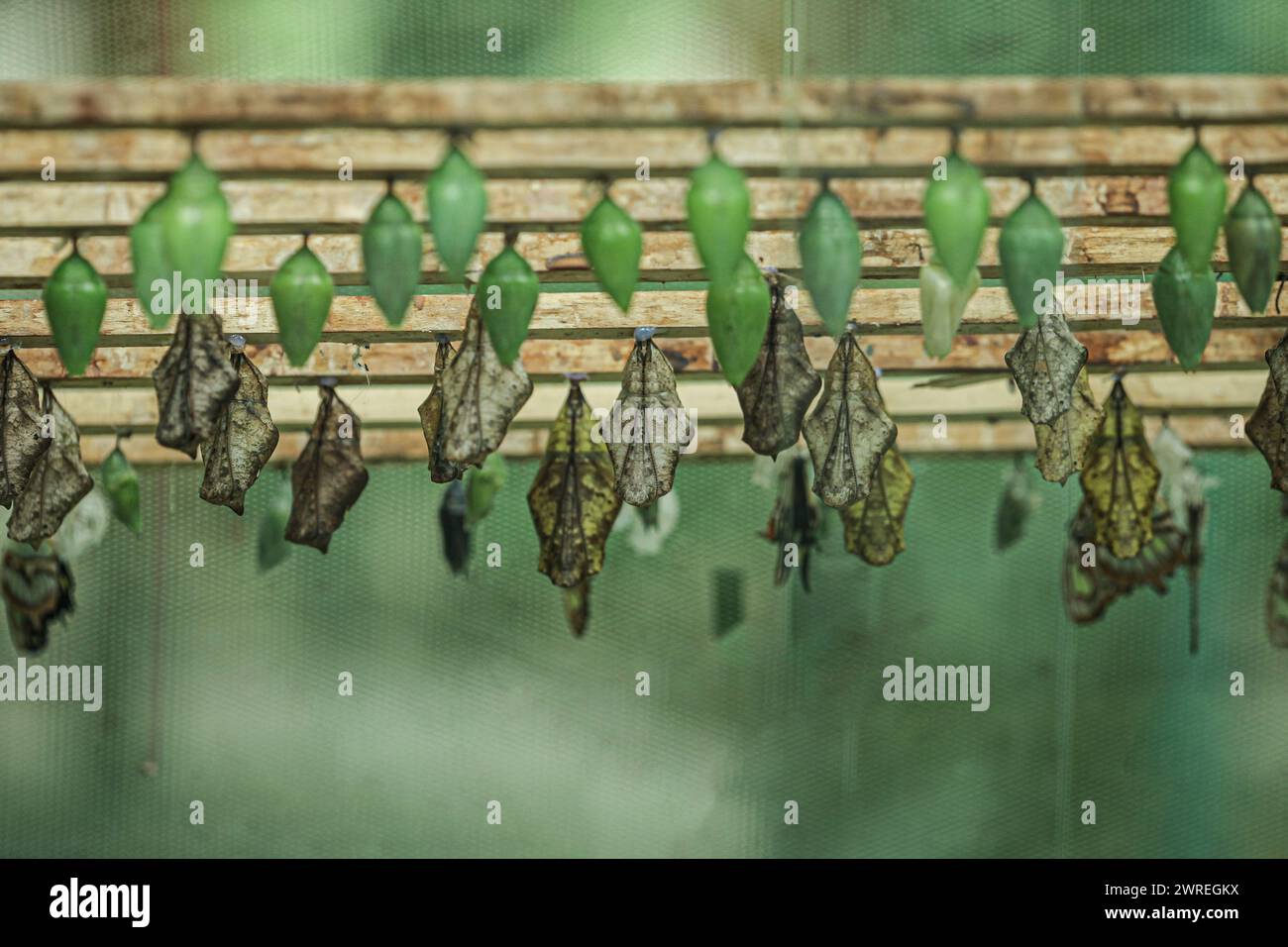 The surprised butterflies' nest with many pupae that will give birth to ...