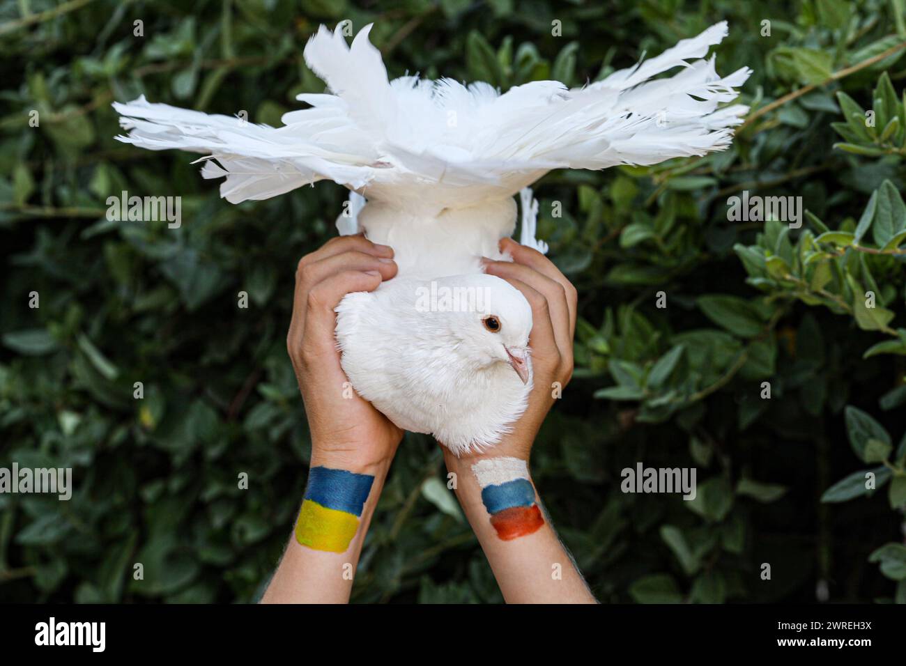 A child holding a dove with painted hands, with the flags of Russia and ...