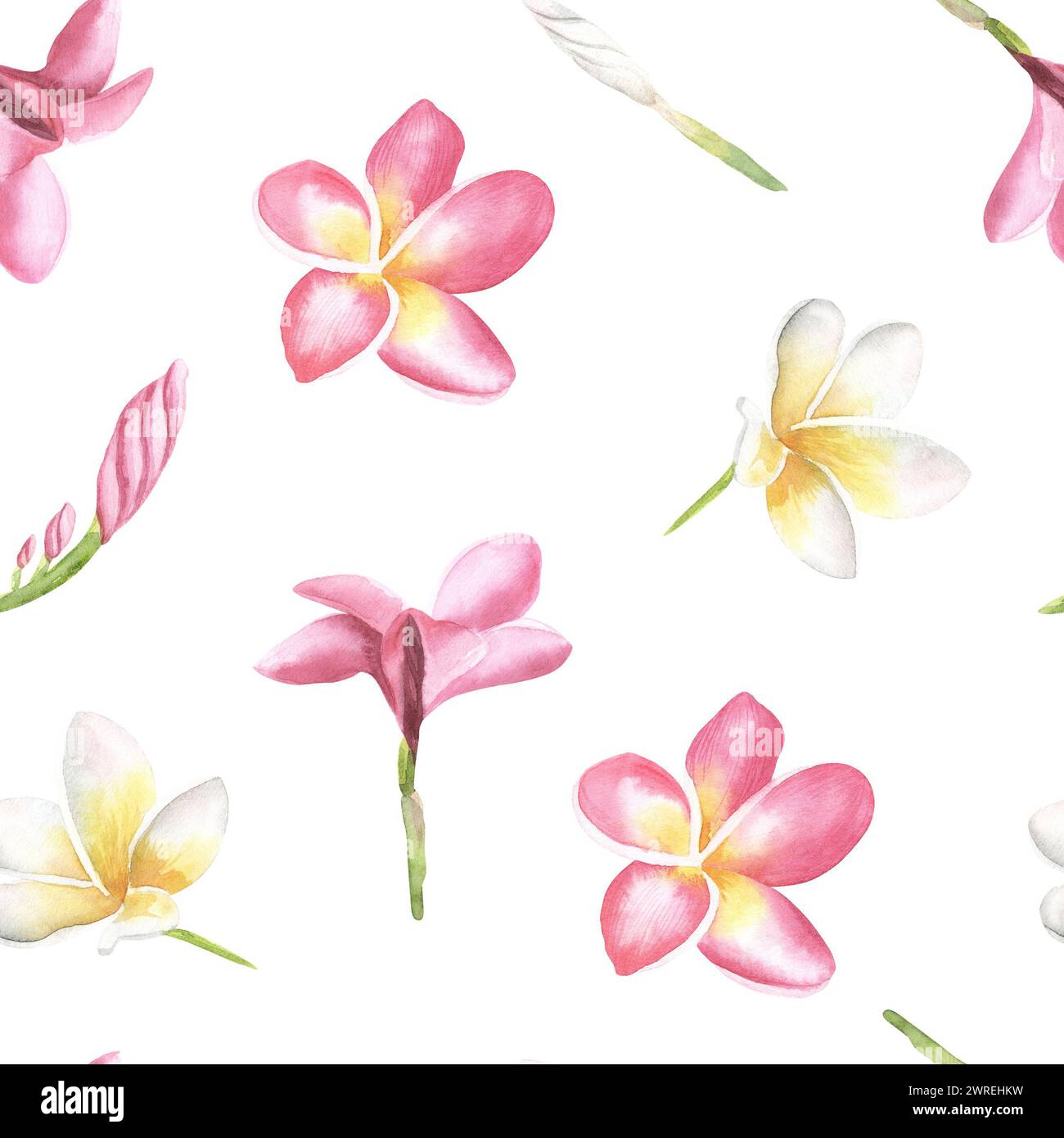 Watercolor frangipani seamless pattern. Hand drawn illustration ...