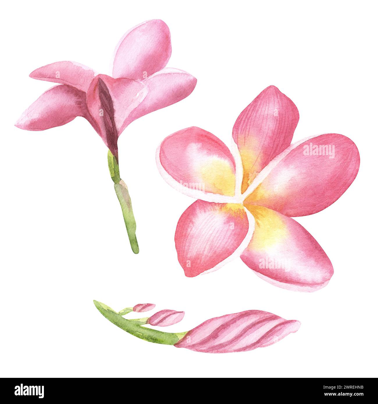 Temple tree Cut Out Stock Images & Pictures - Alamy