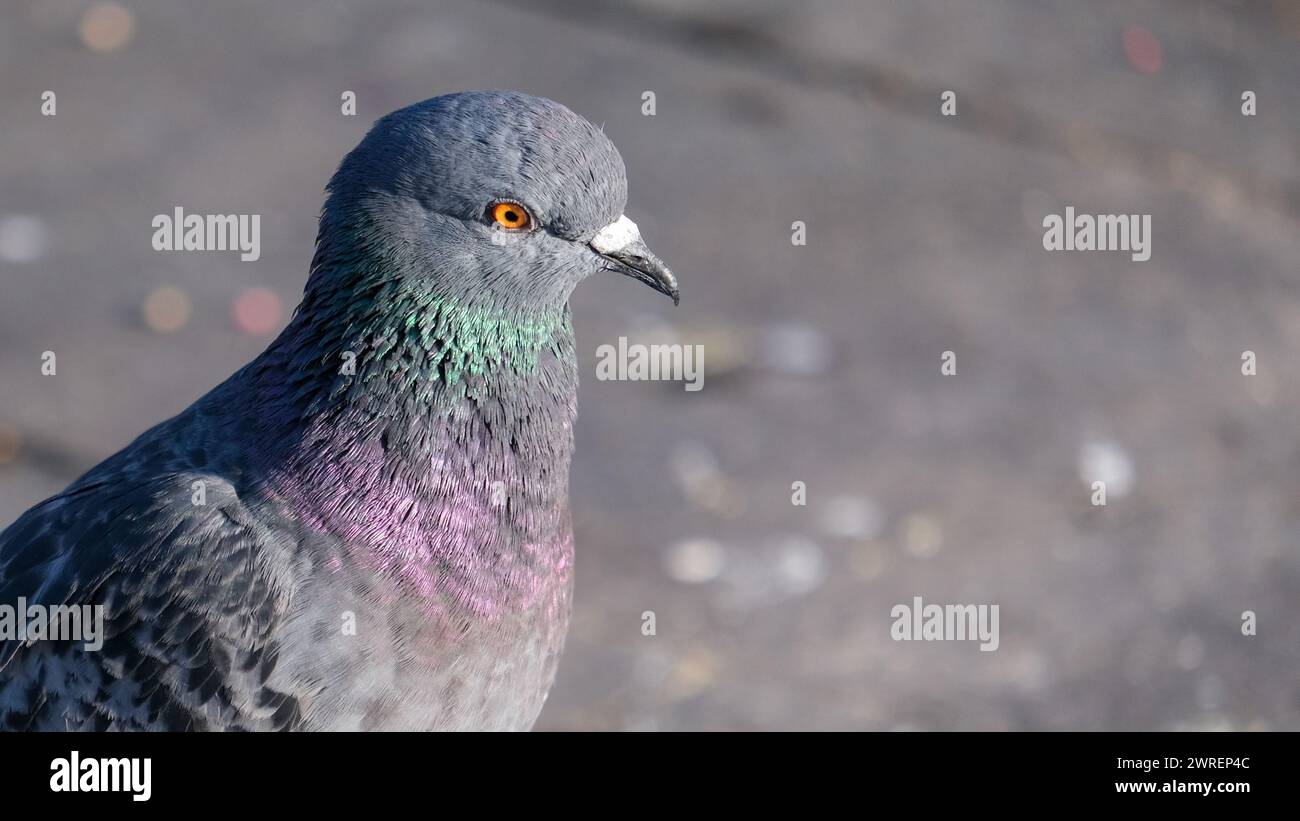 Close up pigeon head and colorful feather with blurred background Stock ...