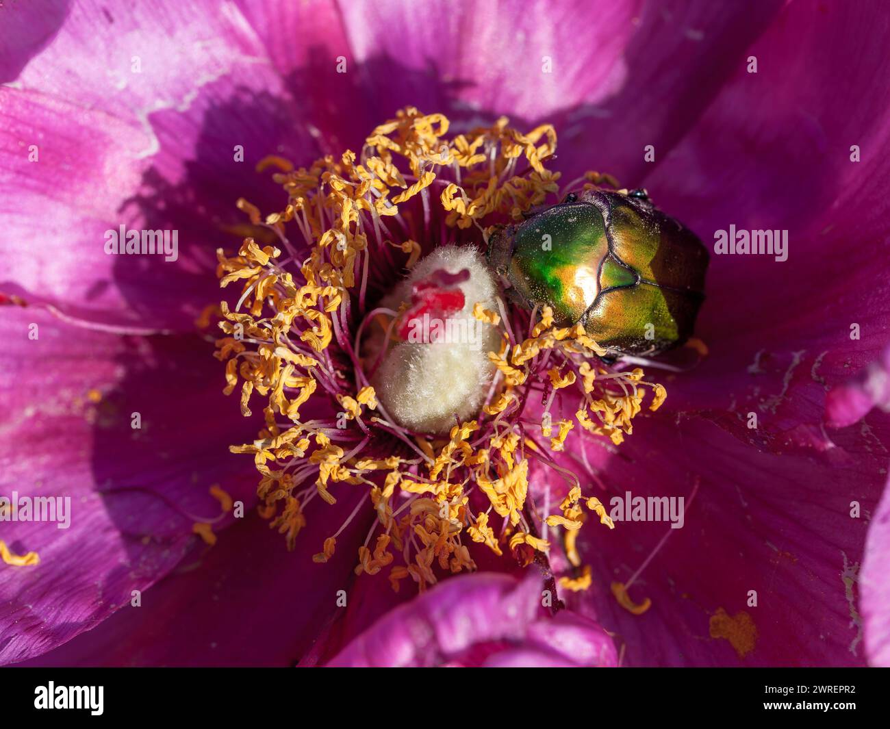 Green beetle inside the flower of Peonia officinalis Stock Photo - Alamy