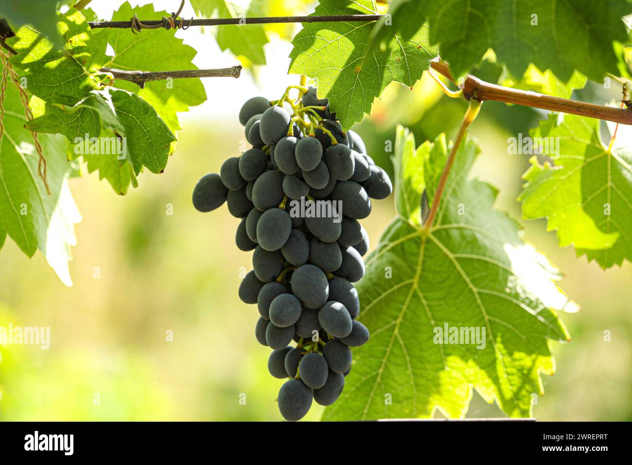 Single bunch of perfect red wine grapes hang from vine with blurred background Stock Photo - Alamy