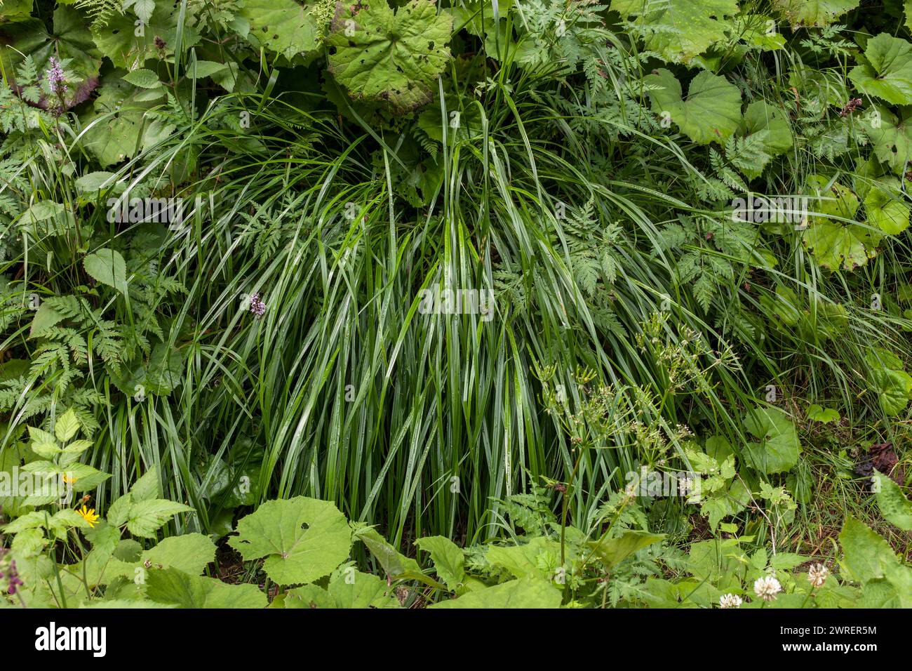 Lush green tuft hi-res stock photography and images - Alamy