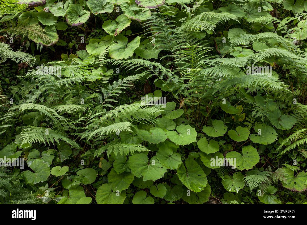 In a verdant understorey, lady ferns (Athyrium filix-femina) arch over ...