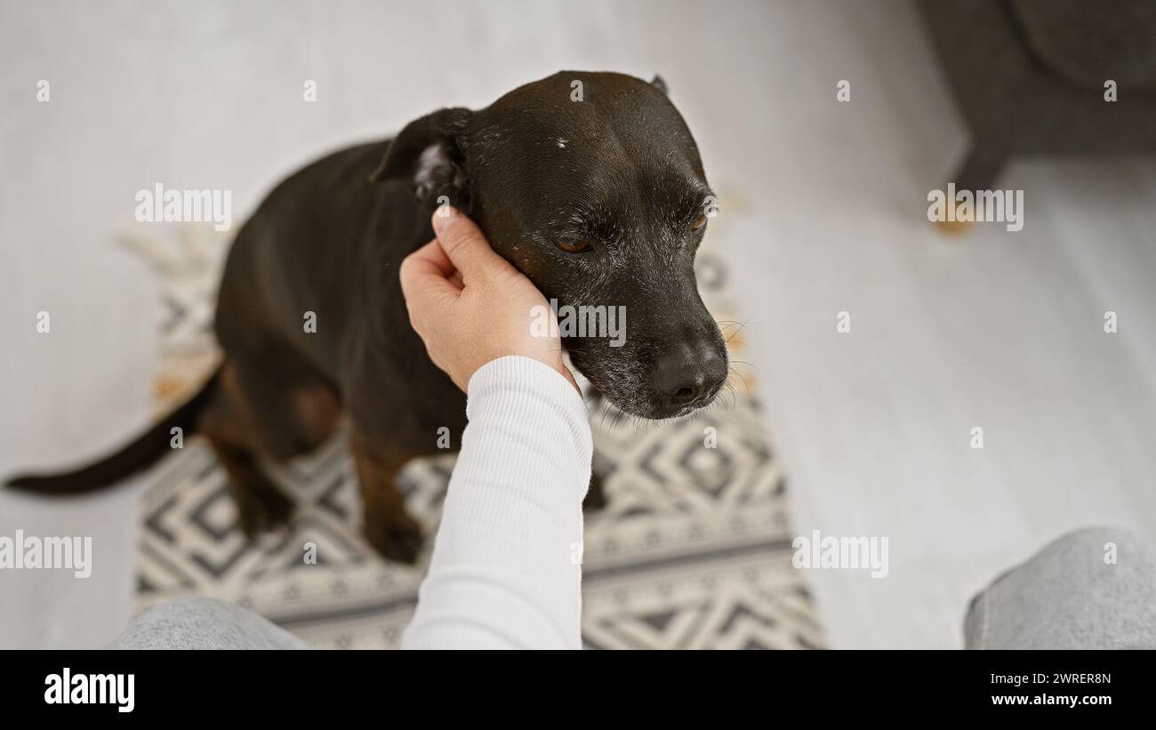 Touching dogs head hi-res stock photography and images - Alamy