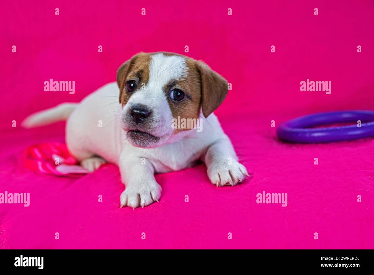 small Jack Russell terrier puppy lies near a bright pink background ...