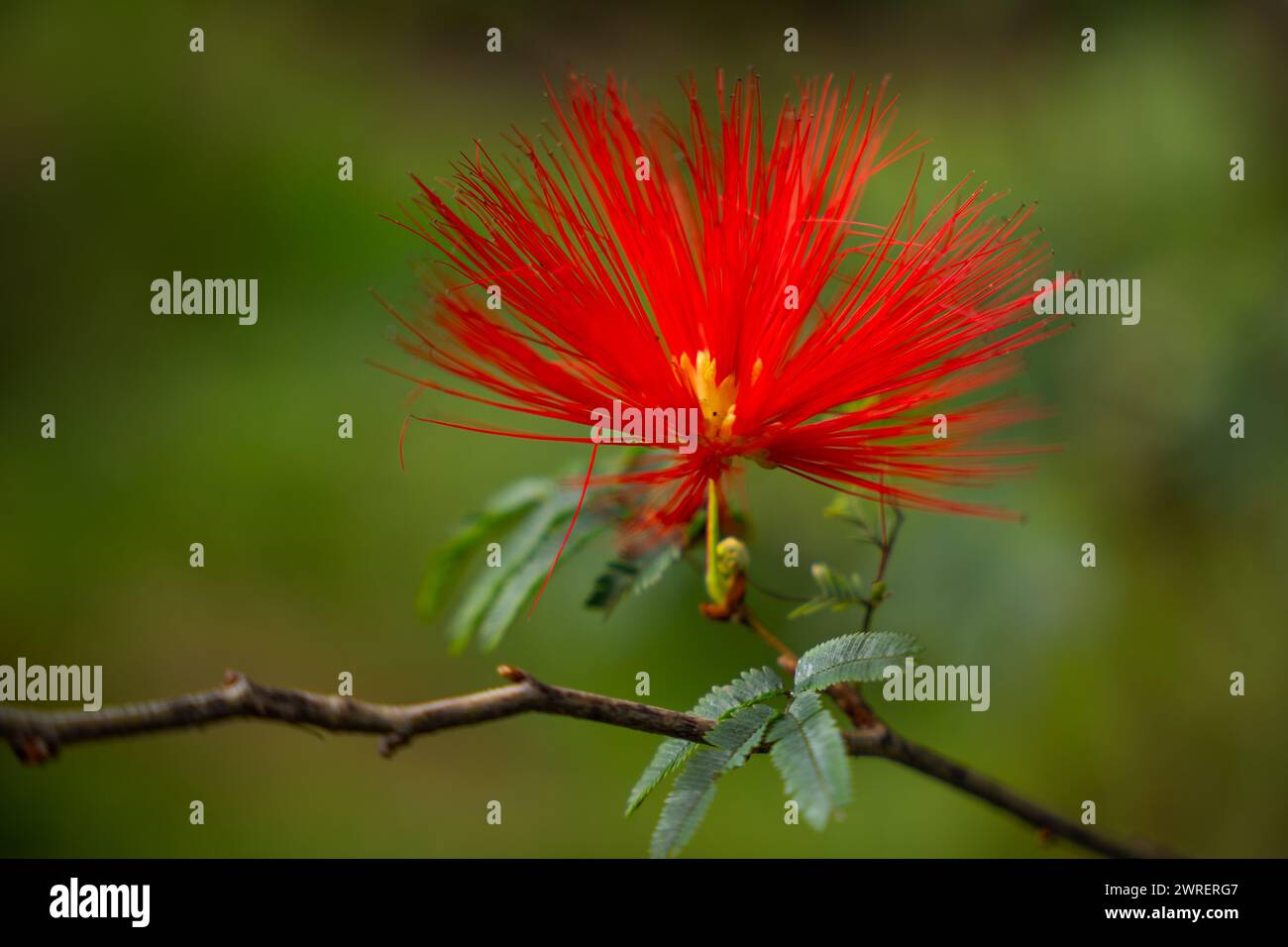 Ohia lehua blossom hi-res stock photography and images - Alamy
