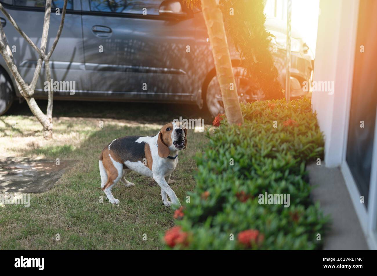 Beagle dog howling in patio grass background Stock Photo - Alamy