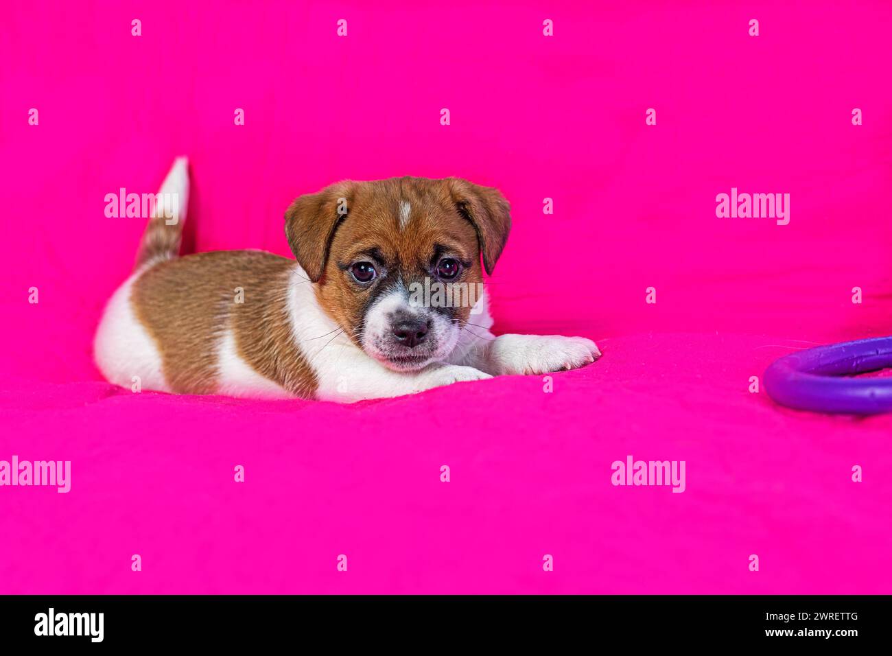 little jack russell terrier puppy lying on a bright pink background ...