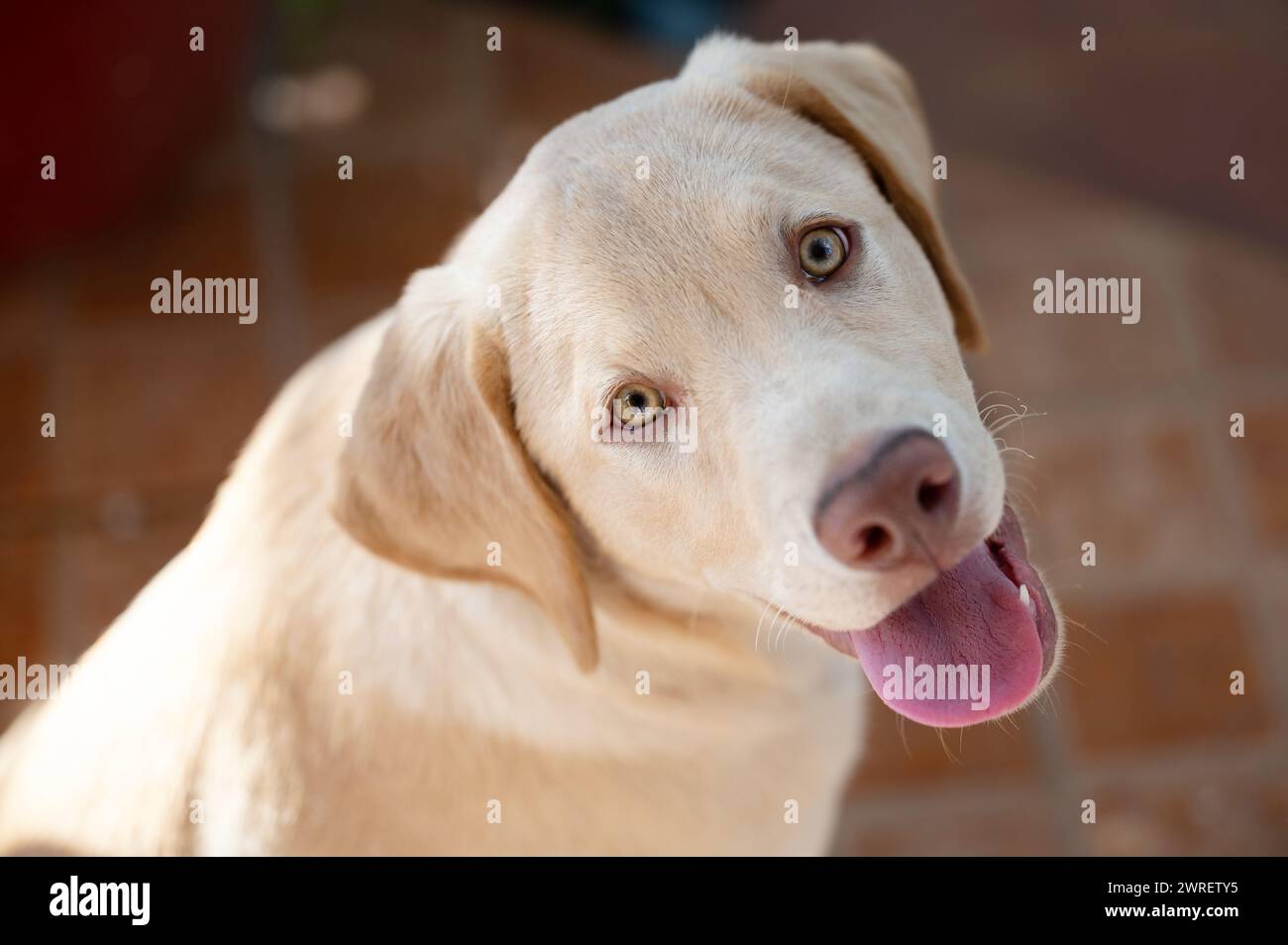 Portrait of labrador above top view looking in camera Stock Photo - Alamy