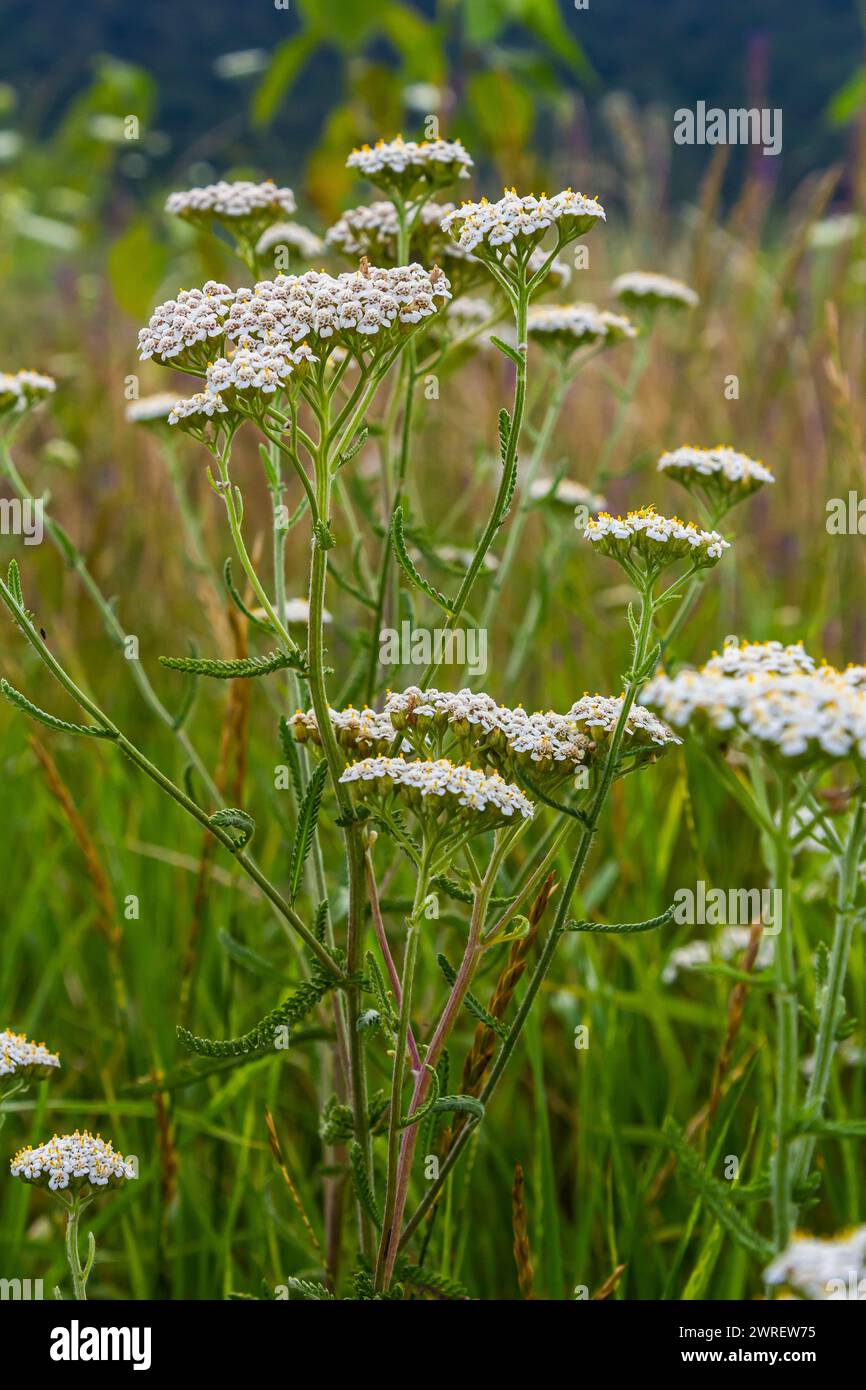 Common yarrow Achillea millefolium white flowers close up, floral ...