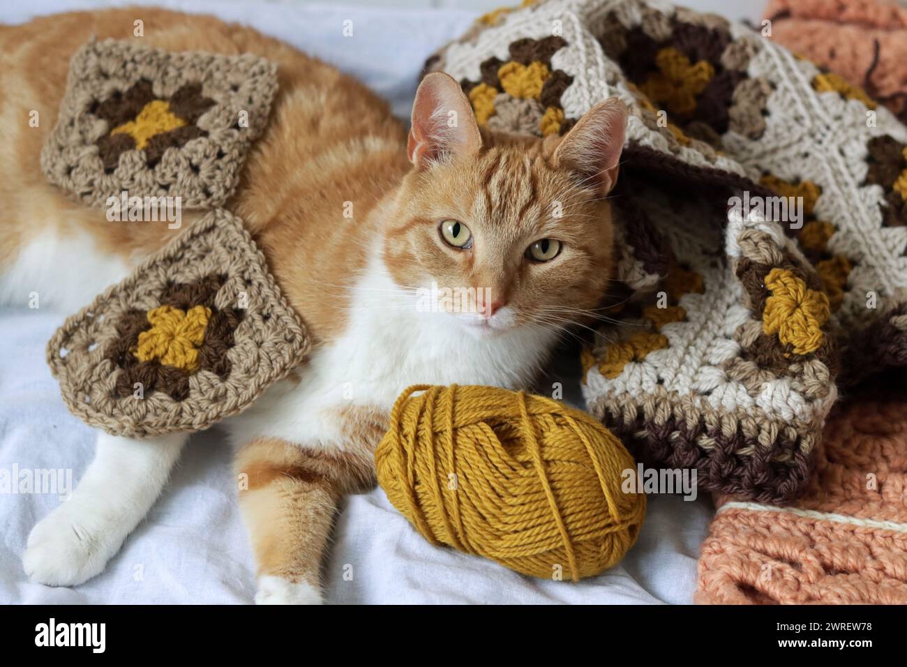 Cute ginger cat laying on the bed with a ball of yarn and crochet hook. Cat playing with with ...