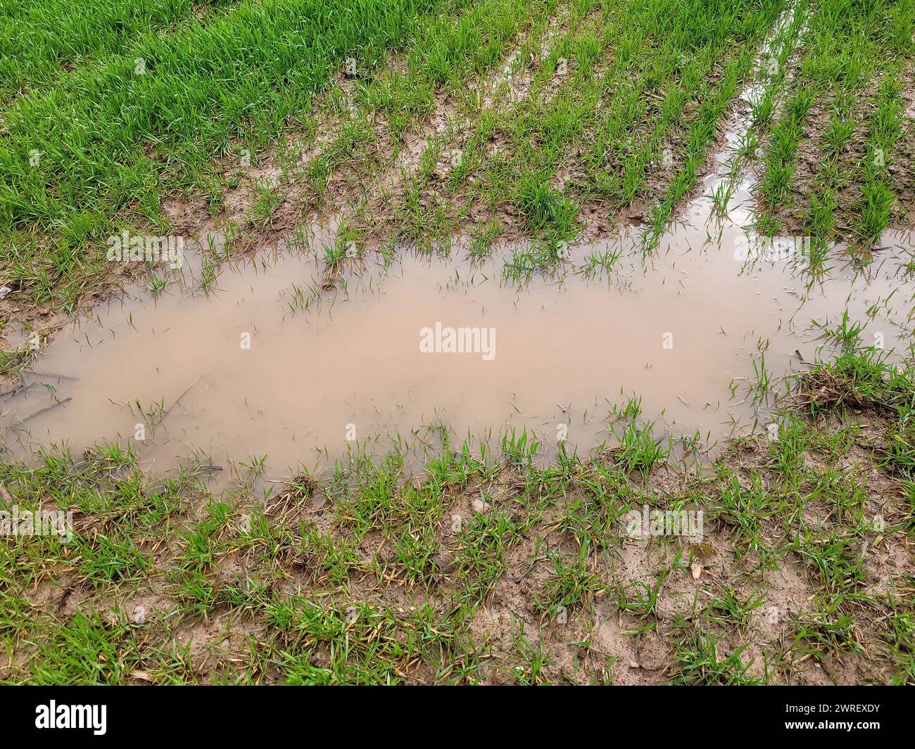Rain in nature hi-res stock photography and images - Alamy