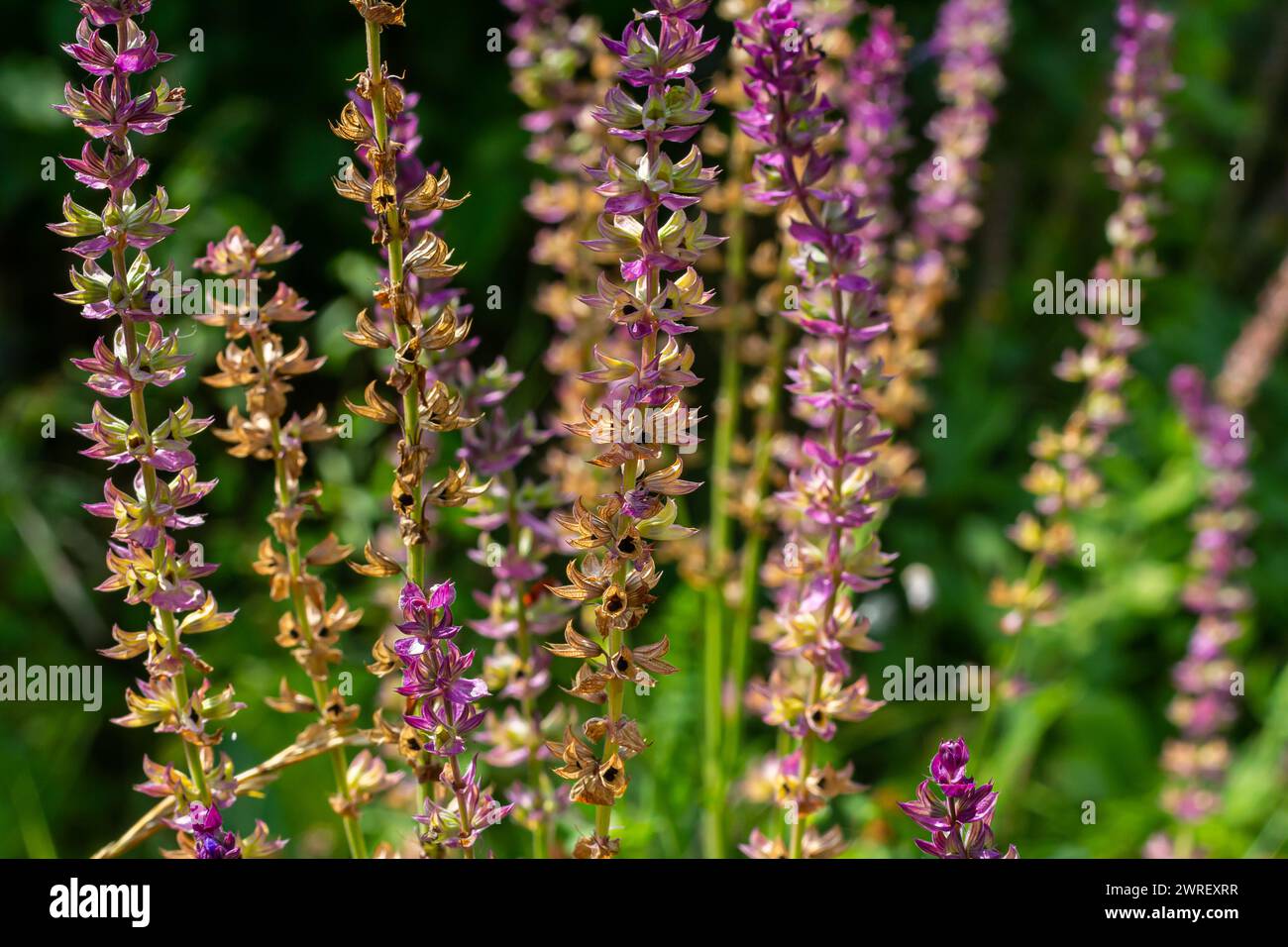 Deep violet-blue flowers, Salvia nemorosa Ostfriesland. Tall purple ...