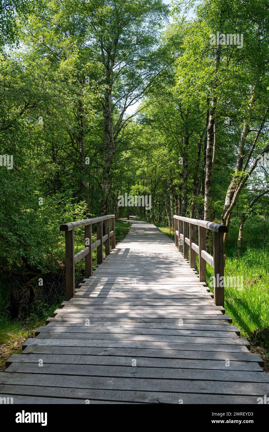 Black moor with bridge and trees in the Rhoen, Bavaria, Germany, with a ...