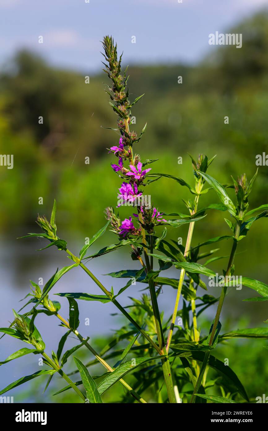 Purple loosestrife Lythrum salicaria inflorescence. Flower spike of ...