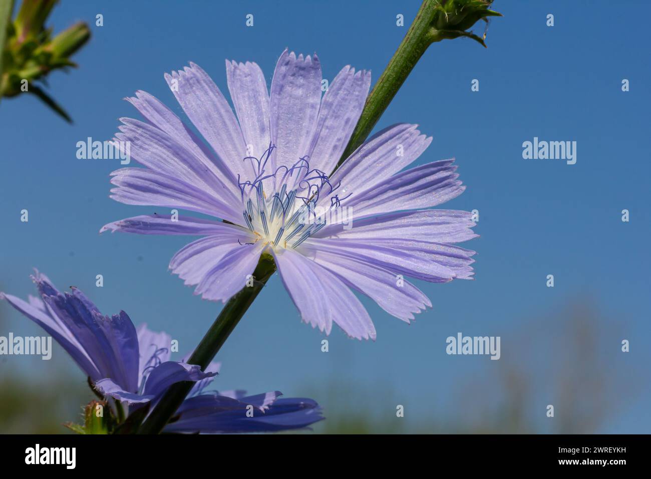 delicate blue flowers of chicory, plants with the Latin name Cichorium ...