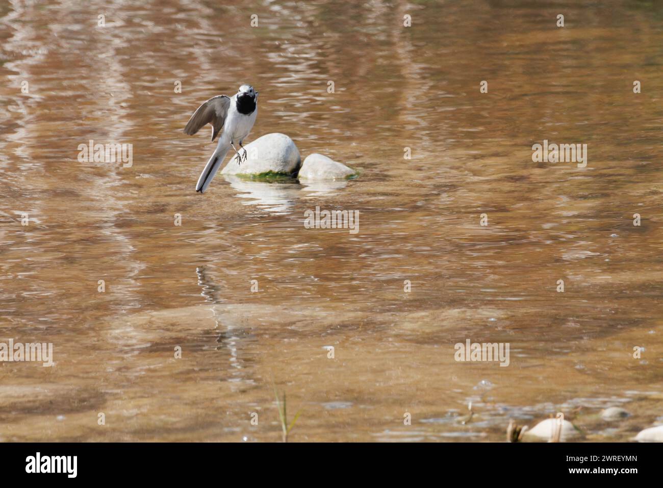 White wagtail, motacilla alba, in acrobatic position during flight over ...