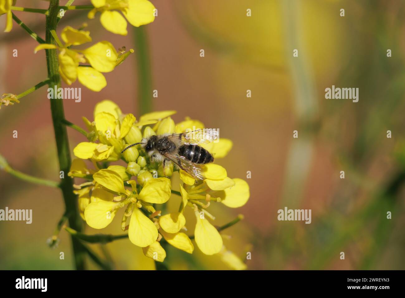 Female Andrena bee collecting pollen on white mustard plant, Sinapis ...