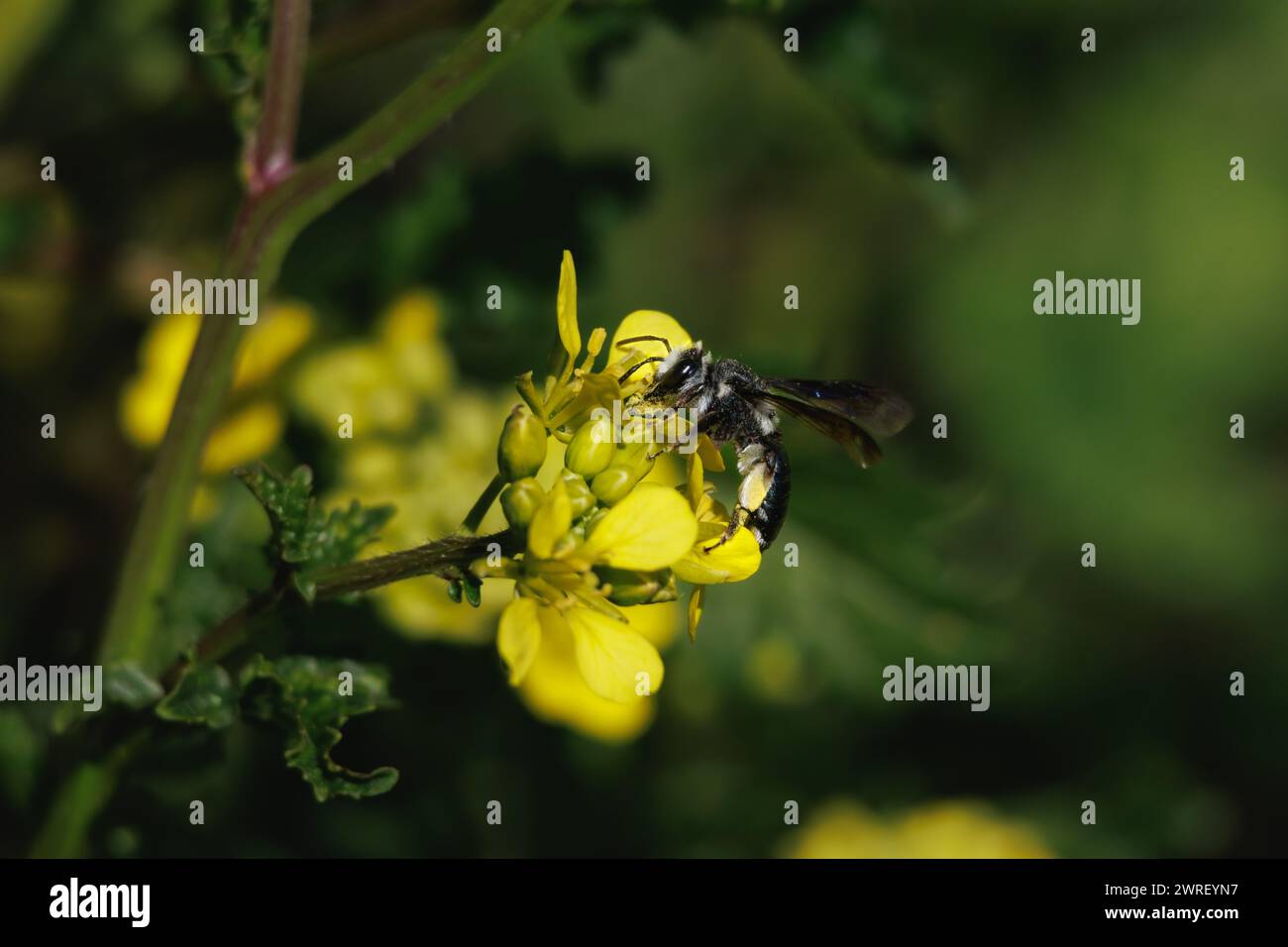 Side view of female Andrena bee collecting pollen on white mustard ...