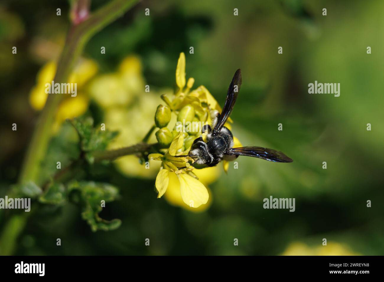 Front view of female Andrena bee collecting pollen on white mustard ...