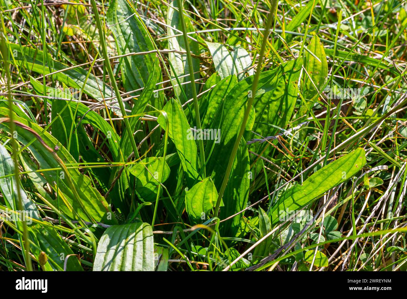 Ribwort plantain Plantago lanceolata. Medicinal plants in the garden ...
