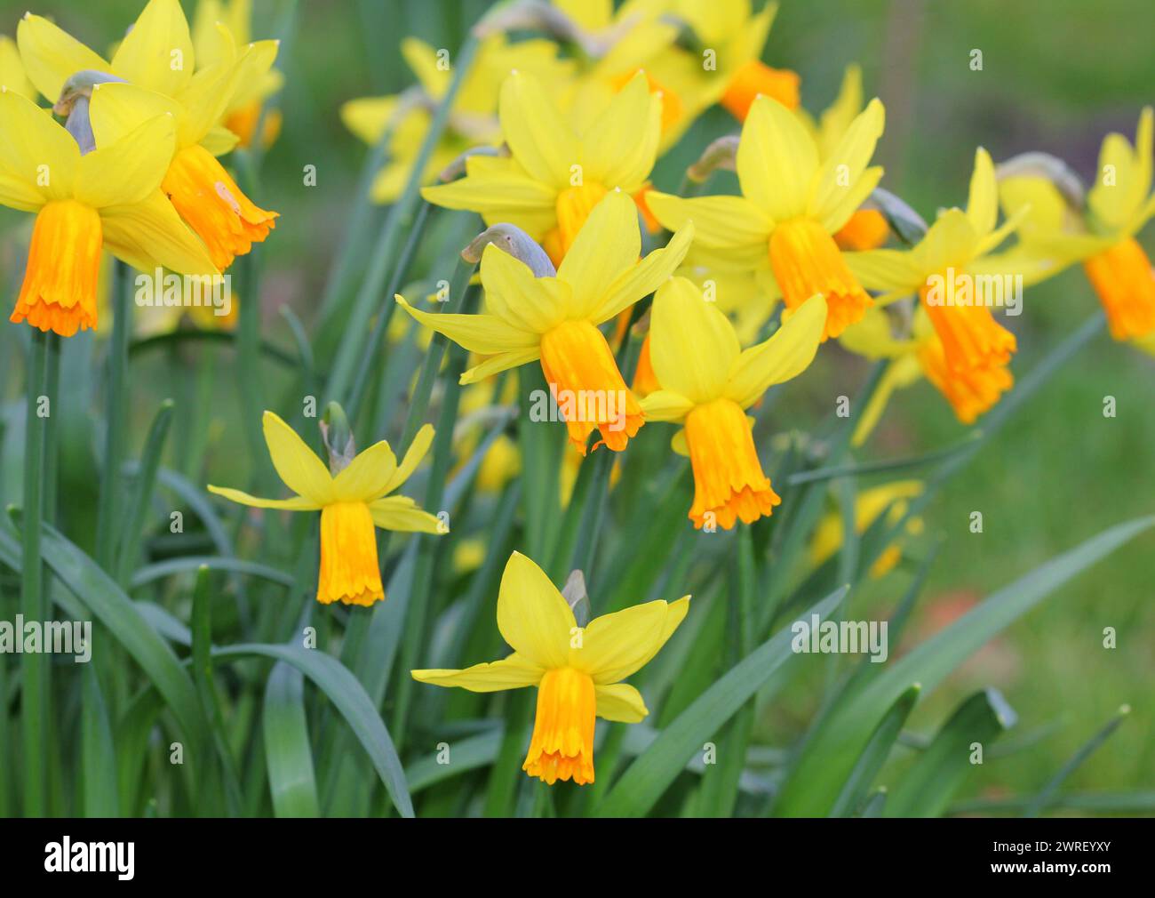 Daffodils, Narcissus 'Jetfire' flowering in Spring, UK Stock Photo - Alamy