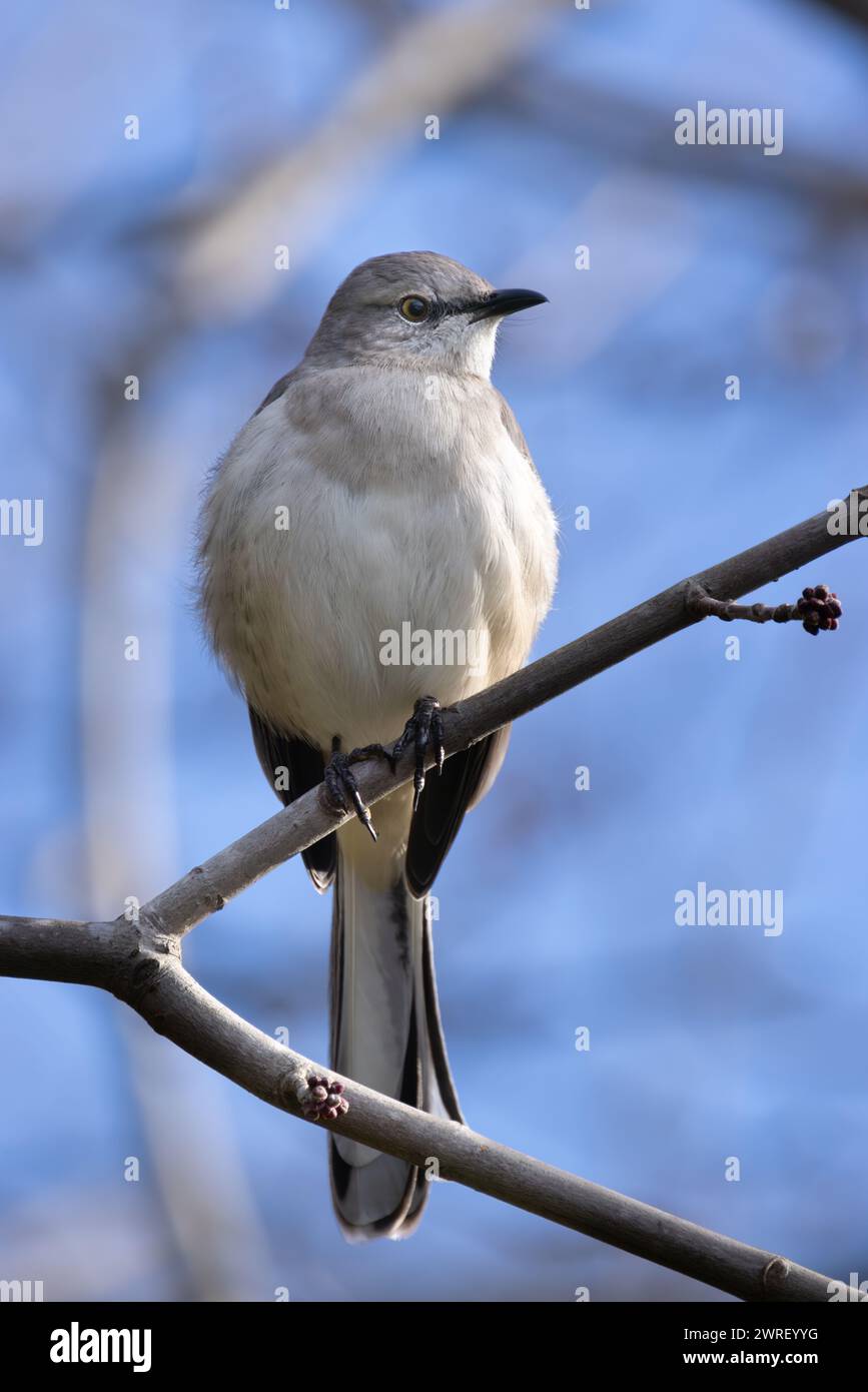 A Mockingbird resting on a tree branch Stock Photo - Alamy