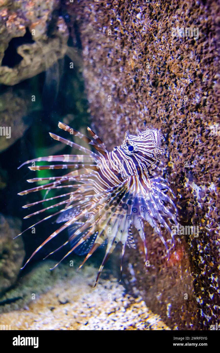 Canthigaster rostrata swimming in the big aquarium. Aquarium Island ...