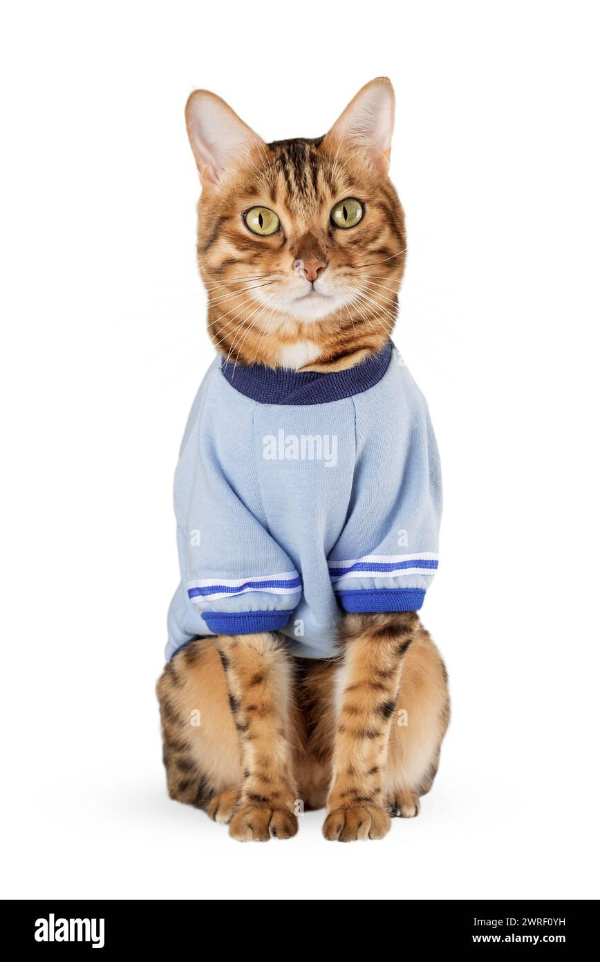 Red cat in a T-shirt on a white background. Cat in clothes isolated ...